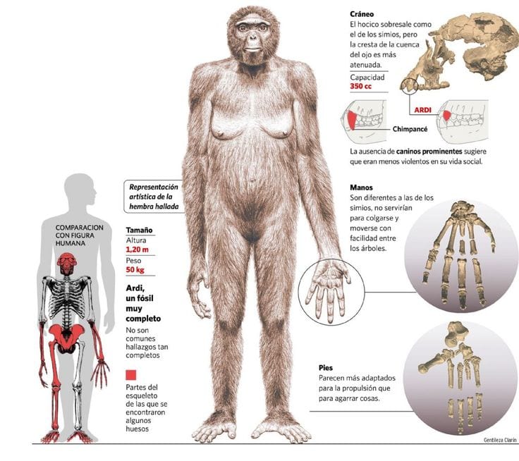 Ardipithecus Ramidus A Climber And A Two Legged Walker Sasquatch