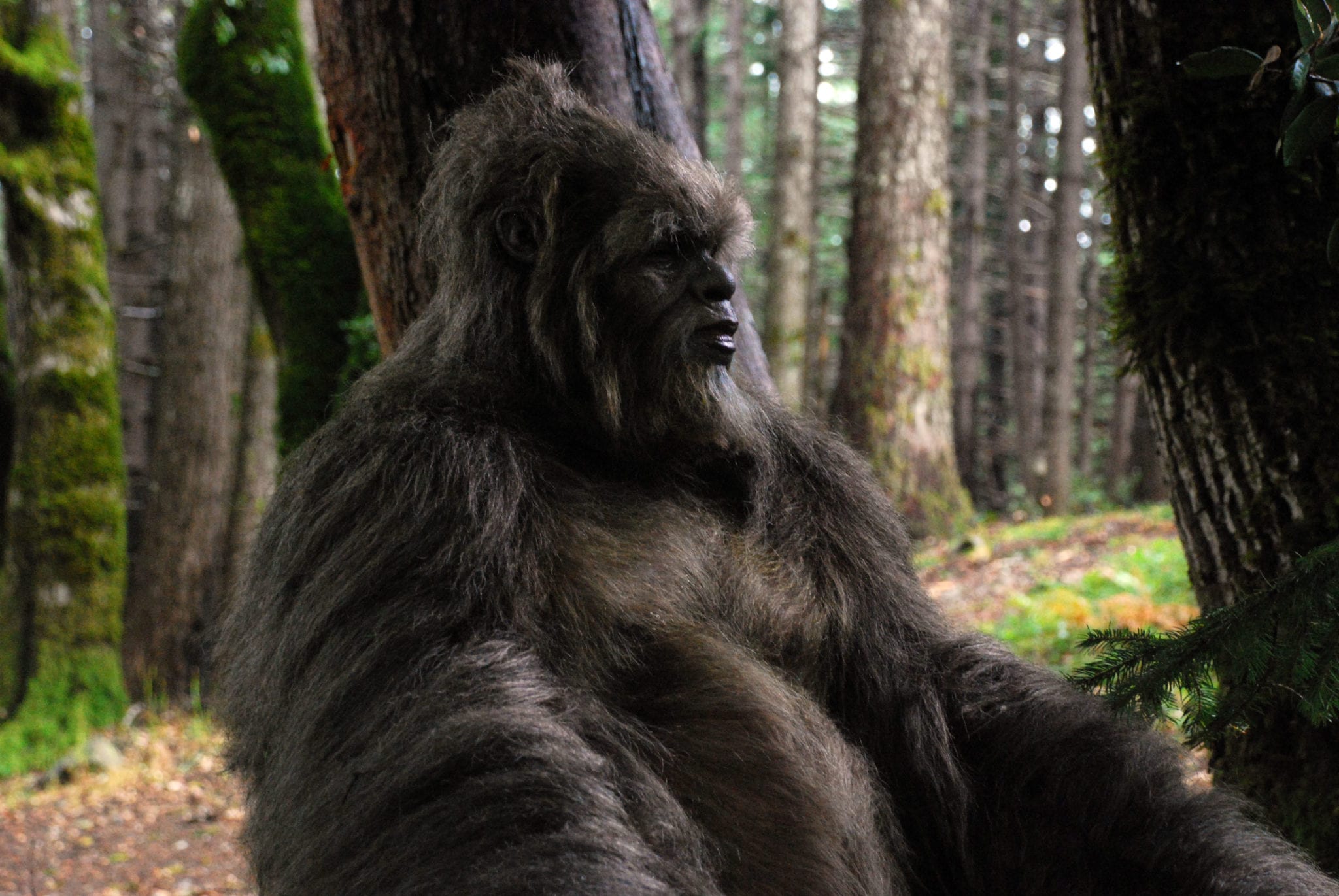 Hunter reports seeing several creatures - Sasquatch Chronicles