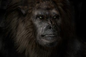 Nalusa Falaya | Sasquatch Chronicles