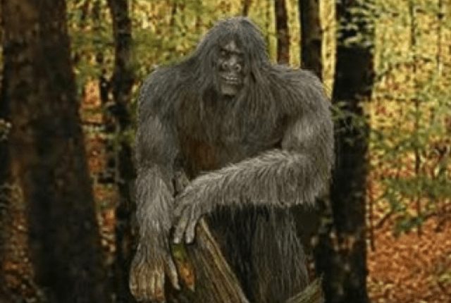 A massive gray sasquatch came out of the trees - Sasquatch Chronicles