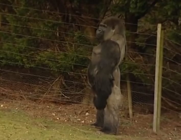 Watch: Gorilla learns to swagger like a man - Sasquatch Chronicles