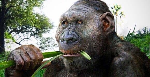 Paranthropus Boisei - Sasquatch Chronicles