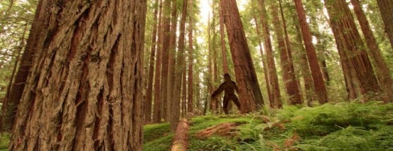Wood knocking sound by rapping it’s knuckles against a tree - Sasquatch ...