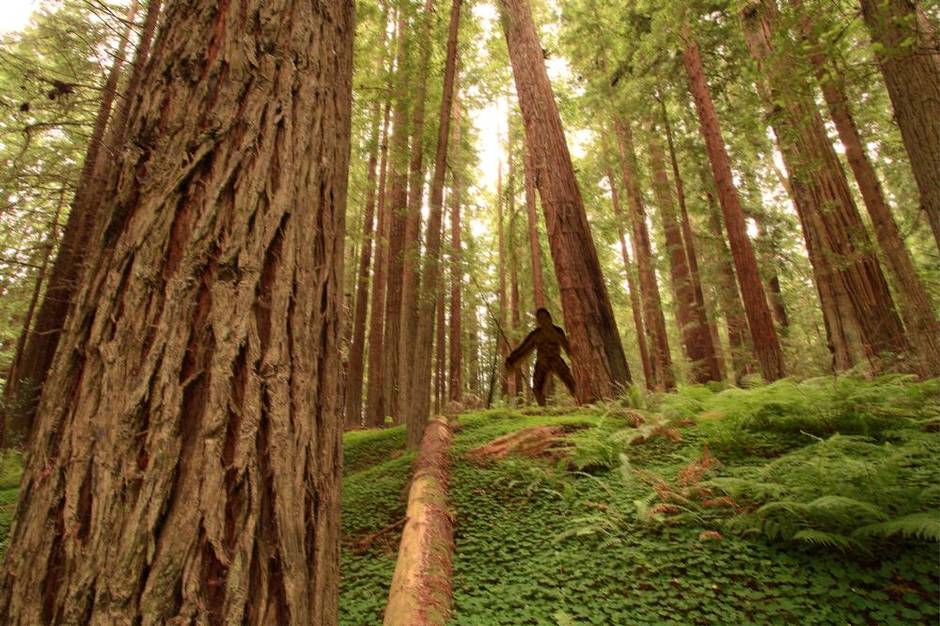 Wood knocking sound by rapping it’s knuckles against a tree - Sasquatch ...