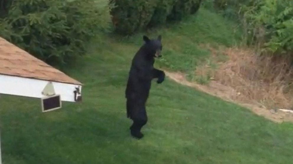 Pedals bipedal bear sighting - Sasquatch Chronicles Pedals bipedal bear sighting - Sasquatch Chronicles