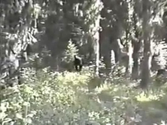 The Freeman Bigfoot Footage From The Blue Mountains - Sasquatch Chronicles