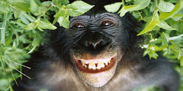 A primate laughing? - Sasquatch Chronicles