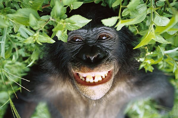 A primate laughing? - Sasquatch Chronicles