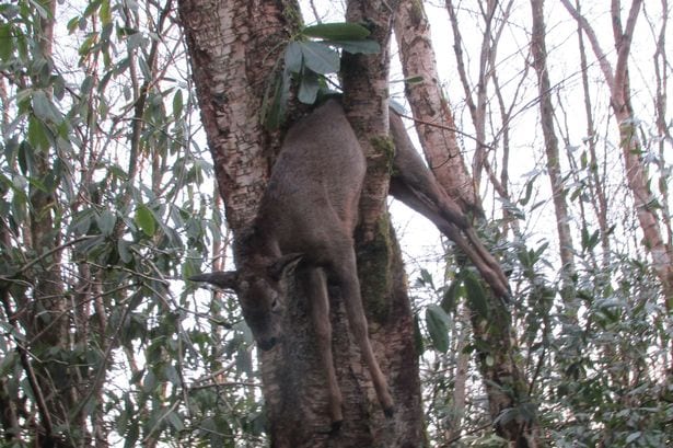 I was totally shocked when I saw the deer up the tree - Sasquatch ...