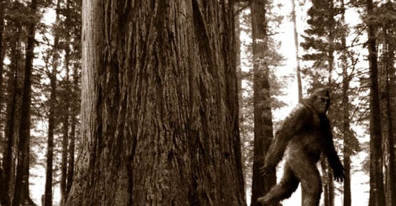 Bigfoot Outlaws: How Sasquatch Hide - Sasquatch Chronicles