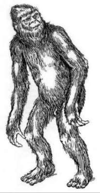 The Amomongo - Sasquatch Chronicles