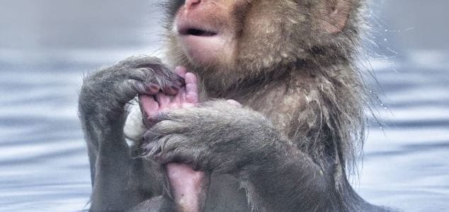 Scientists create recording of a monkey speaking English - Sasquatch ...