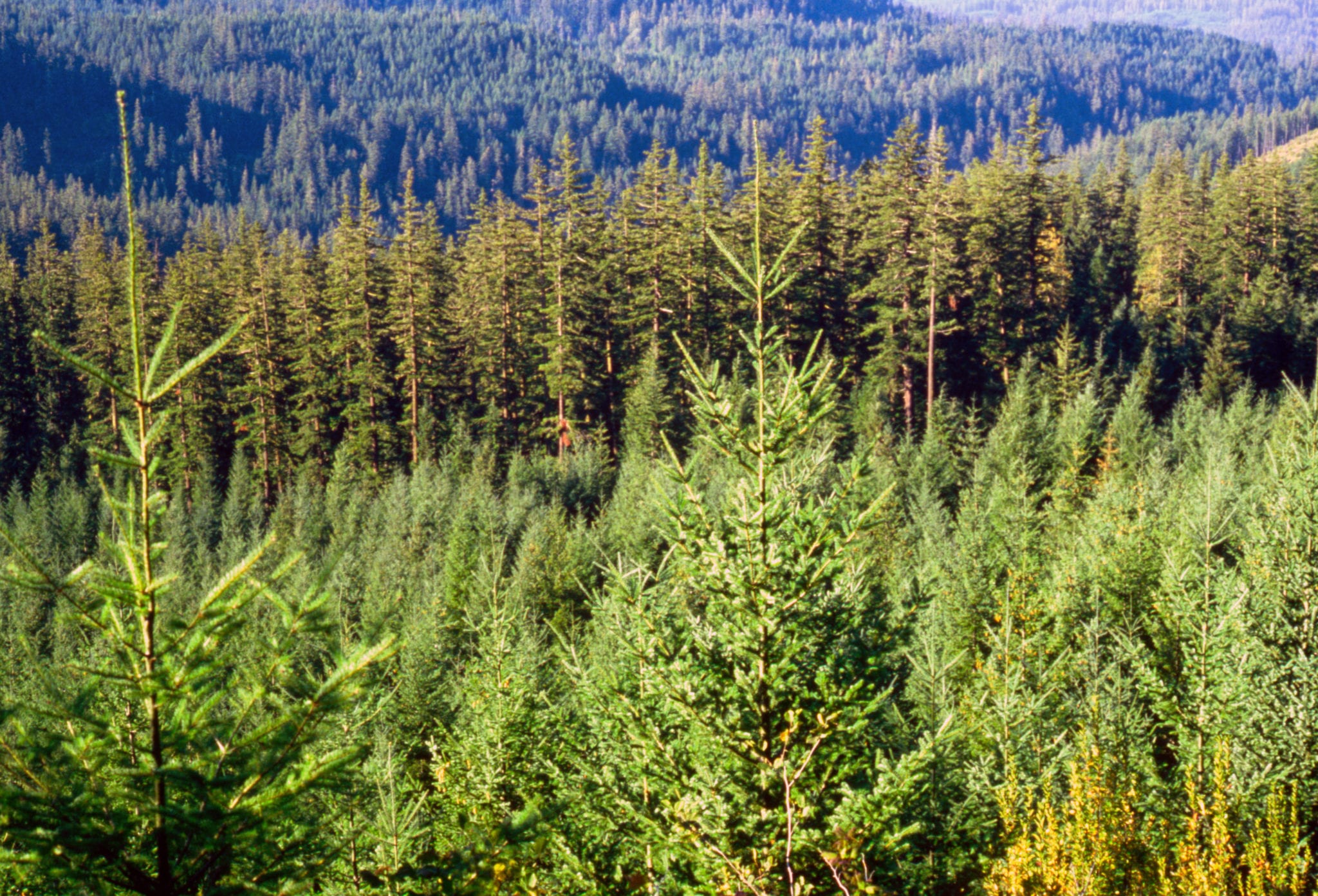 World of Mysteries - On the Trail of Bigfoot - Sasquatch Chronicles