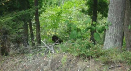 World Bigfoot Radio: Gugwe Encounter - Sasquatch Chronicles