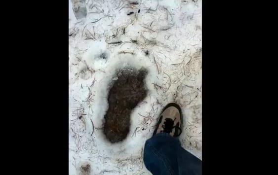 British Columbia Sasquatch Society: Tracks Are Facts - Sasquatch Chronicles