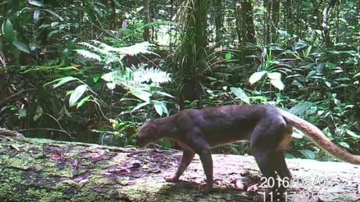 Creature who eluded scientists is finally caught on film - Sasquatch ...