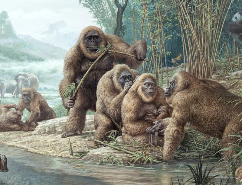 Is Bigfoot Really Gigantopithecus? - Sasquatch Chronicles