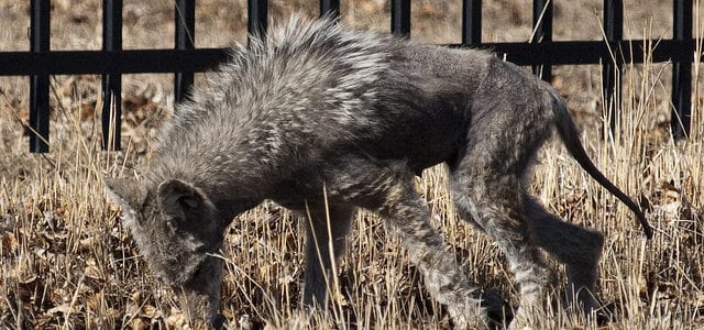 Chupacabra - What is It? - Sasquatch Chronicles