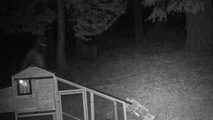 Bigfoot Captured on TrailCam? - Sasquatch Chronicles