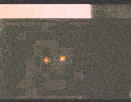 Red Eyes Captured - Sasquatch Chronicles