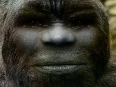 Bigfoot Types: The North American Variations - Sasquatch Chronicles