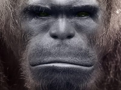 I could see his chest muscles under his hair - Sasquatch Chronicles