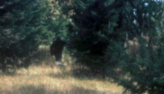 It was "hiding" behind a tree - Sasquatch Chronicles