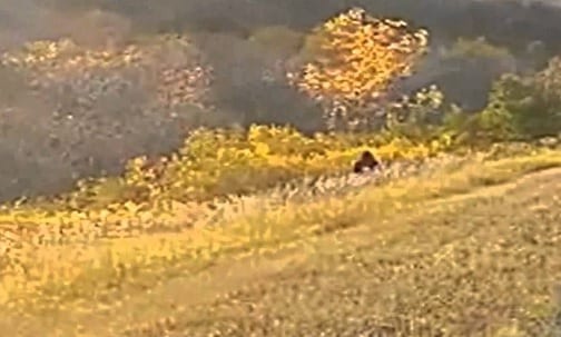 The Craven Bigfoot Footage - Sasquatch Chronicles