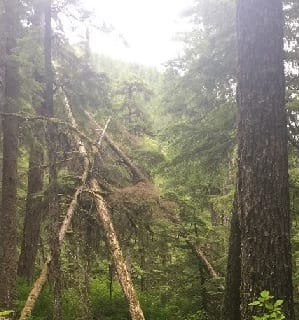 Olympic Peninsula Tree Structure? - Sasquatch Chronicles