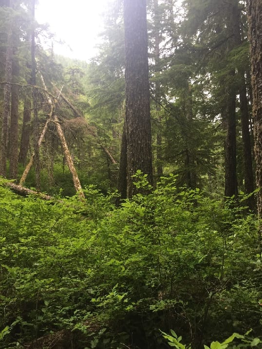 Olympic Peninsula Tree Structure? - Sasquatch Chronicles
