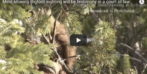 Todd Standing Bigfoot Court Update - Sasquatch Chronicles