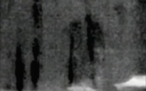 FLIR Imaged Captured Following Tree Fall - Sasquatch Chronicles