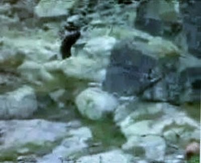 Yeti Footage from the Tatra Mountains, Poland - Sasquatch Chronicles