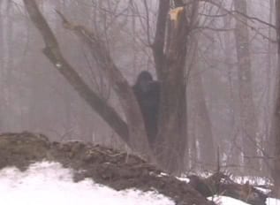 Large creature peeking out from behind a tree - Sasquatch Chronicles