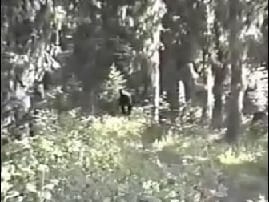 Bigfoot Filmed In Da Blues - Sasquatch Chronicles