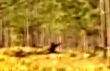 Bigfoot Tony: Bigfoot shaking tree in Florida - Sasquatch Chronicles
