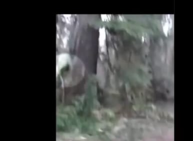 Tri Diver: Cascade Bigfoot video breakdown - Sasquatch Chronicles