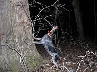 The creature ran off still standing upright - Sasquatch Chronicles