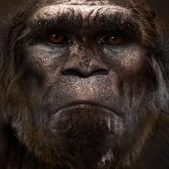 Sasquatch Central: Reported Sasquatch Sounds - Sasquatch Chronicles