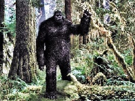 The creature was 7 feet tall with dark brown hair - Sasquatch Chronicles