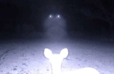 Creepy Trail Cam Photos - Sasquatch Chronicles