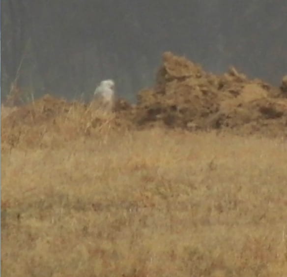 White Bigfoot images taken in Mississippi - Sasquatch Chronicles