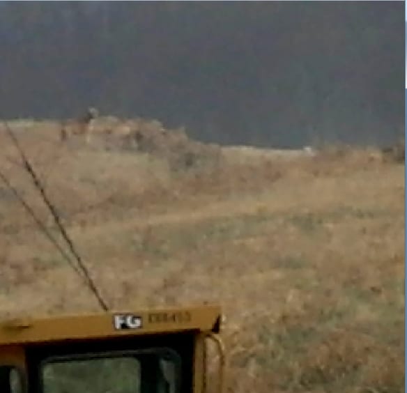 White Bigfoot images taken in Mississippi - Sasquatch Chronicles