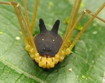 News of the strange: Spider With The Face Of A Dog - Sasquatch Chronicles