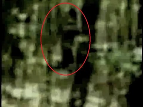 Texas Bigfoot - Danny Sweeten - Sasquatch Chronicles