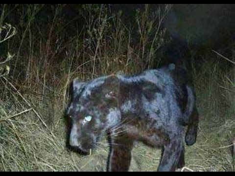 Alabama Bigfoot Society: Black Panther Sightings - Sasquatch Chronicles