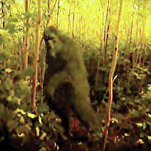 Bigfoot Odyssey: Florida Expedition - Sasquatch Chronicles