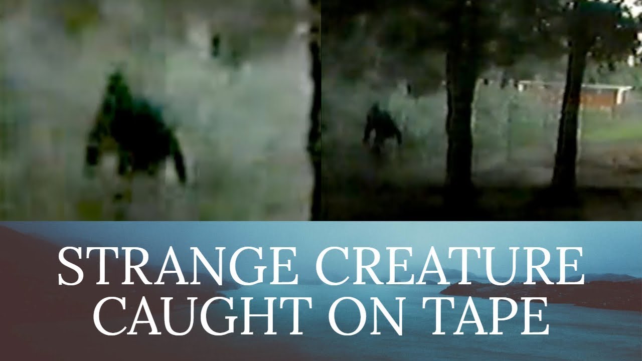 Mountain Beast Mysteries: Strange Creature Caught On Video - Sasquatch ...
