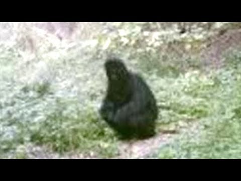 This Village In India Was Being Visited By An Unknown Creature ...