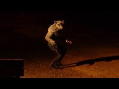 Mattsquatch Presents: The Fen Werewolf Photos - Sasquatch Chronicles